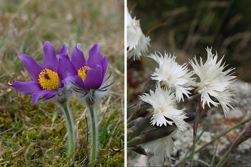 Na lúkach Malých Karpát rastú dva endemity