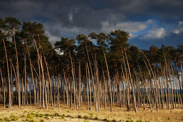 Vo VTSÚ Záhorie bol rok 2023 druhý najteplejší po roku 2018